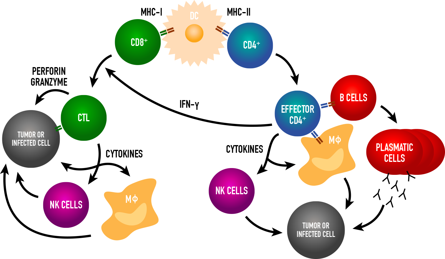 Technology - Polynoma